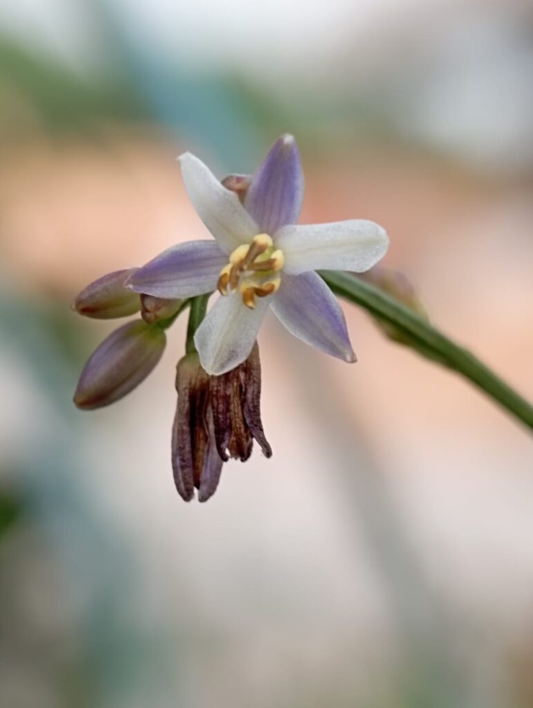 Nyanyian Ting Tung: Puisi Wahyu Mualli Bone – Tirastimes.com